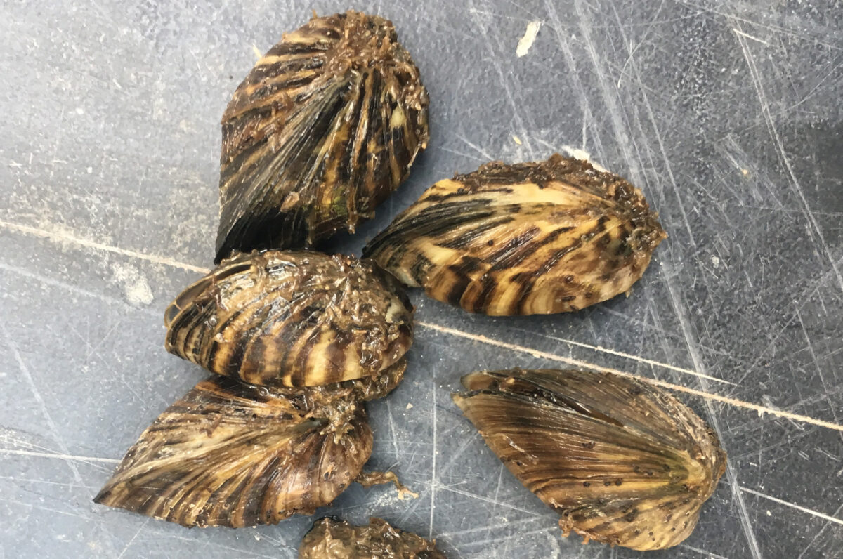 Underwater Inspections - Dominion Divers